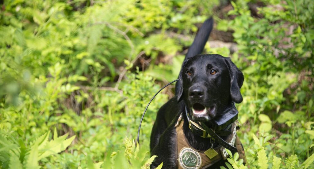 The Conservation Dogs Program - New York-New Jersey Trail Conference