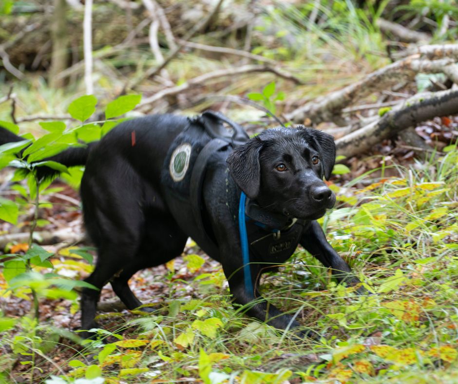 About the Conservation Dogs Program - New York-New Jersey Trail Conference